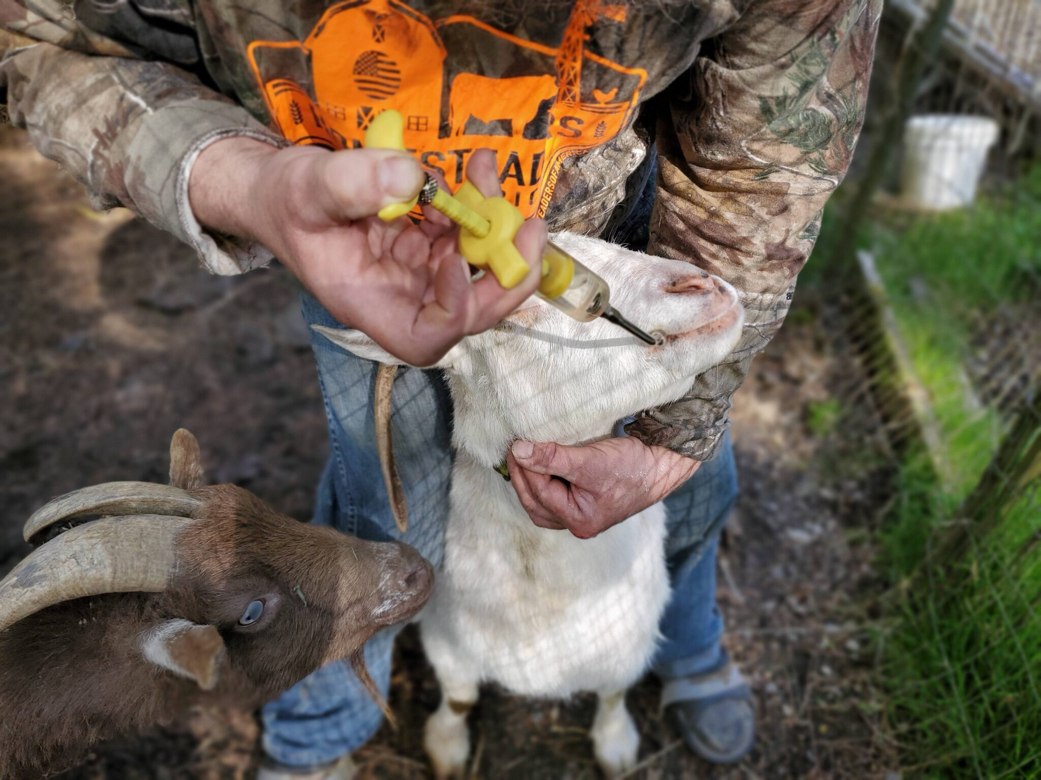 Scours in Goats and a Homemade Electrolyte Recipe - Goat Journal